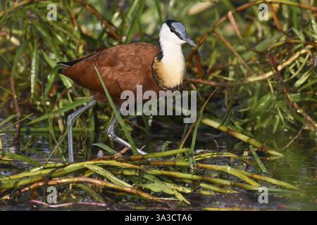 Blue-Front Jacana Partridge, (Actophilornis africanus) Moremi Game ...