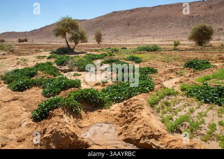 Tschad, Ennedi, Wadi Hawar, um Amdjarass herum, ein nach dem Regen ...
