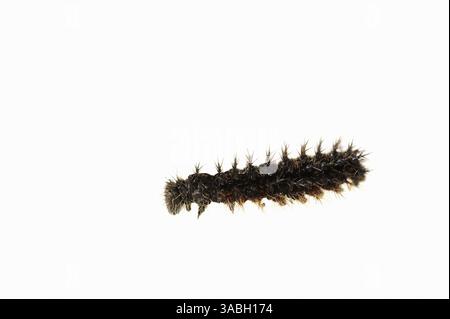 Kleine Schildkröte (Nymphalis urticae, Aglais urticae), raupe auf ...