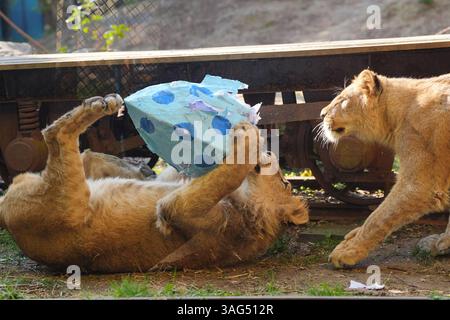 Asiatische Löwen spielen mit einem Pappmaché-Osterei, während die ...