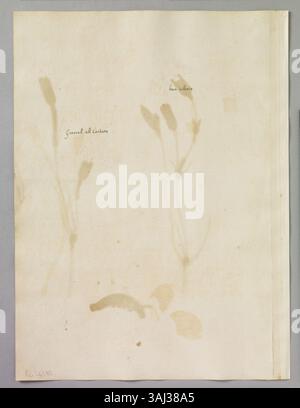 Ein Aquarellgemälde von Alexander Marschall von Beau Marie und General ...