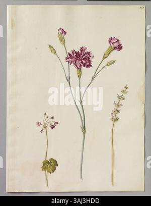 Ein Aquarell von Alexander Marshal (um 1620–82), das drei Pflanzen ...