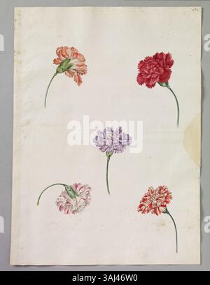 Aquarell von Alexander Marshal mit La Belle Infantin Nelke, lila ...