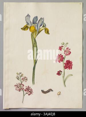 Seite mit Aquarellen von Alexander Marshal mit acht Pflanzenstudien ...