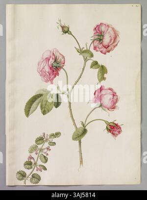 Ein Aquarell von Alexander Marshal (um 1620–82), das drei Pflanzen ...