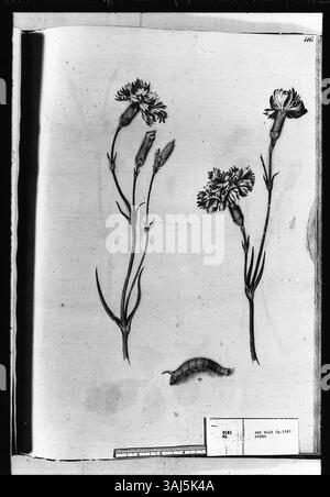 Ein Aquarellgemälde von Alexander Marschall von Beau Marie und General ...