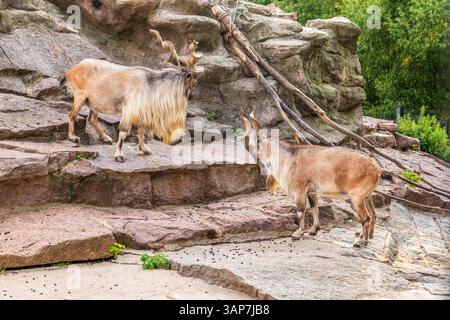 Zwei Markhor-Männchen auf dem Felsen. Lateinischer Name: Capra ...