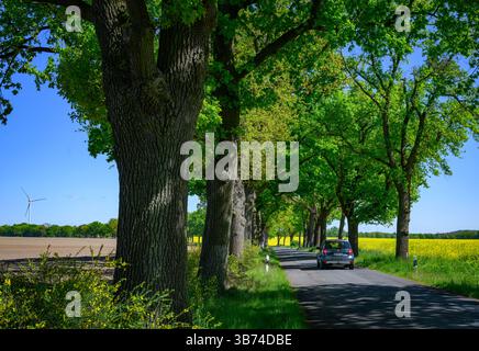 01. Mai 2025, Brandenburg, Görzig: Ein Bauer glättet den Boden mit ...