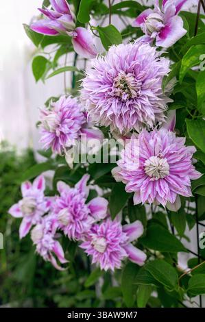 Clematis Grosse Bluten