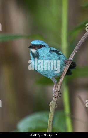Blue Dacnis (Dacnis cayana) Aves Stockfotografie - Alamy