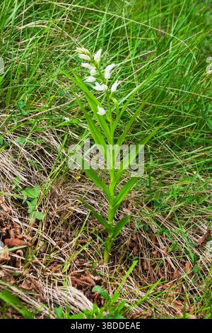 *Cephalanthera longifolia*, allgemein bekannt als das schmalblättrige ...