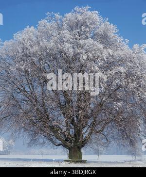 Einsame Europäische Hainbuche (Carpinus Betulus) Baum auf Wiese im ...