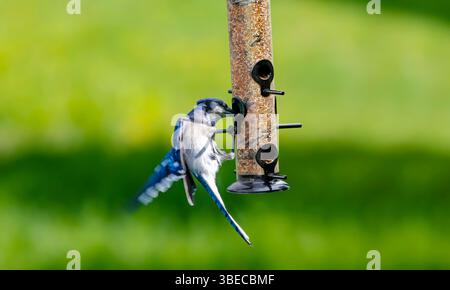 Blue jay isst Samen in einem Vogelfutter Stockfotografie - Alamy