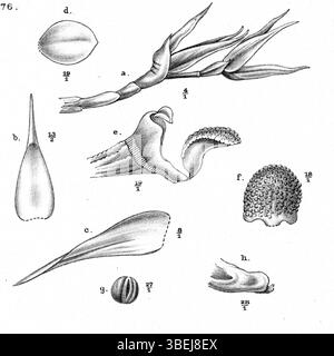Diese botanische Illustration von Johannes Jacobus Smith aus „Nova ...