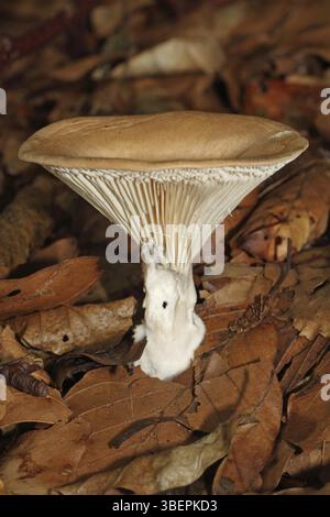 Gemeinsamen Trichter Pilz Clitocybe Gibba Tricholomataceae Teil