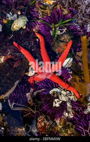 Purple und Red Sea Seeigel am Tongue Point im Salt Creek Recreation ...