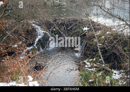 Großer Damm, der von Bibern gebaut wurde und ein kleines Gewässer mit ...