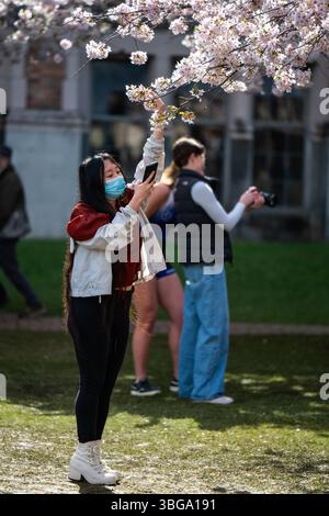 Seattle, USA. April 2025. Amongs the Cherry Blossoms ein Protest, der ...