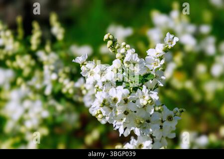 Blühende chinesische blühende Liane (Exochorda racemosa Rehder ...