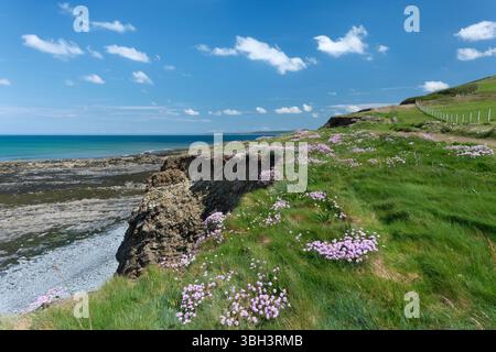 Abbotsham Cliffs, North Devon - südwestlicher Küstenpfad Spaziergang zu ...