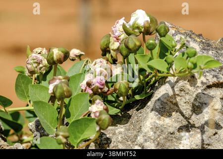 Bluehende Kapern, Capparis spinosa, Campos, Mallorca, balearische ...