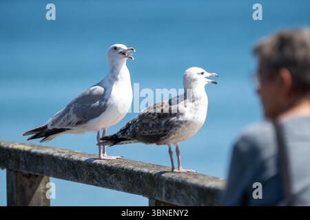 Binz, Deutschland. Juli 2025. Urlauber und Tagesbesucher am Strand auf ...