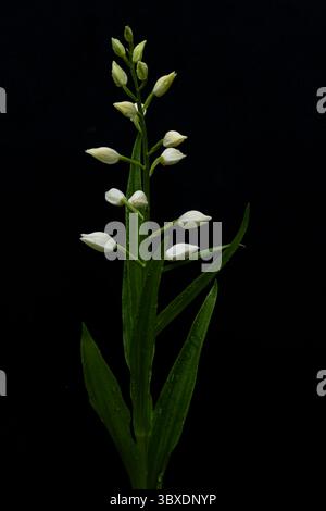 Narrow-leaved Helleborine (Cephalanthera Longifolia Stockfotografie - Alamy