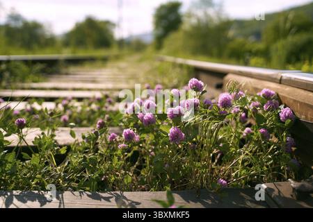 Blühende rote Kleeblume. Hintergrund Textur grüner Klee mit rosa Blüten ...