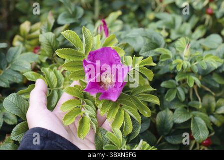 Blume rosa dogrose wächst in der Natur in weiblichen Hand hält eine ...