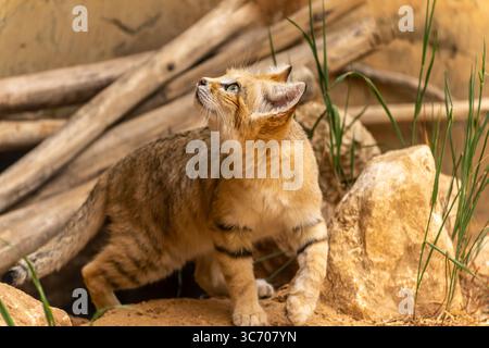 Sandkatze (Felis margarita) die erste Sandkatze, die Wissenschaftlern ...