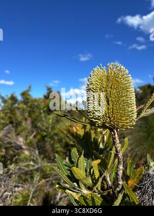 Blühende Wallum Banksia (Banksia aemula), Noosa National Park, Sunshine ...