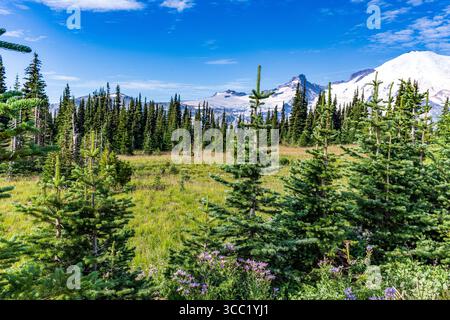 Blick auf Mt. Ranier in mt. Ranier-Nationalpark Stockfotografie - Alamy