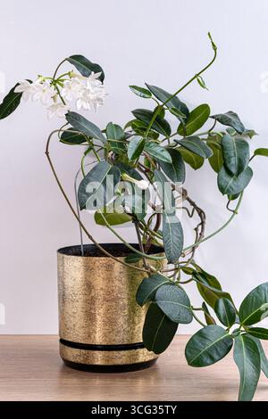 Bluhende Hangepflanzen Zimmer