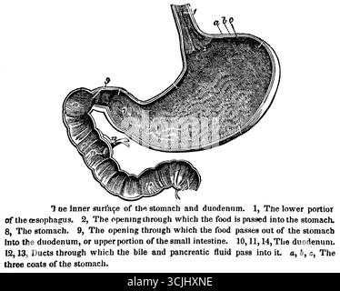 Anatomie der Verdauungsorgane, Dünndarmabschnitt, Laktealgefässe ...