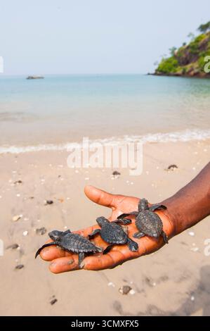 Die junge Oliven-ridley-Meeresschildkröte (Lepidochelys olivacea) läuft ...