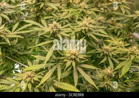 Weibliche Blüte Marihuana SOG Meer des grünen Netzes Hanf Anbautechnik ...