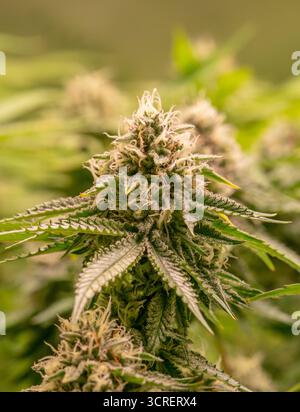 Weibliche Blüte Marihuana SOG Meer von grünem Netz Hanf Anbautechnik ...