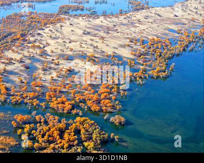 YULI, CHINA - 27. OKTOBER 2025 - der natürliche Populus euphratica Wald ...
