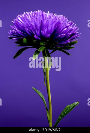 Blühende violette Aster Lady Coral isoliert auf schwarzem Hintergrund ...