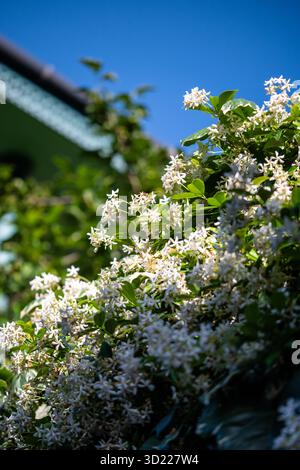 Blühende Jasminum officinale, der gemeinsame Jasmin natürlichen Makro ...