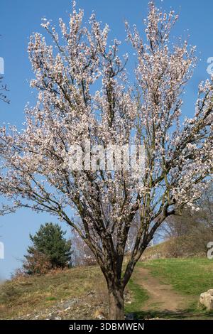 Blühende Mandelbaum (Prunus Dulcis) an einem Weinberg, Gimmeldingen ...