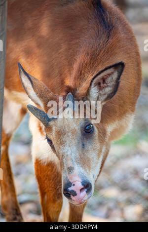 Die rote Serow (Capricornis rubidus) ist eine Ziegenantilope, die ...