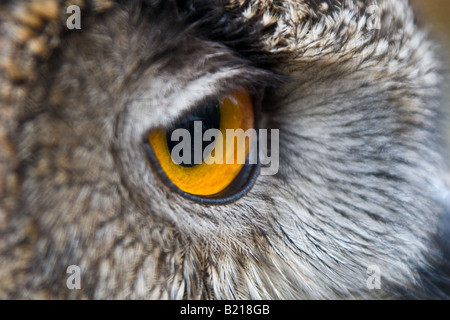 Seitenansicht des eine große gehörnte Eule (Bubo Virginianus) auf der ...