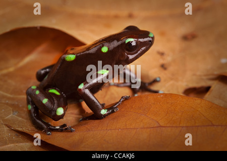 Goldene Pfeilgiftfrosch Dendrobates Auratus, Regenwald Panama Bronze ...