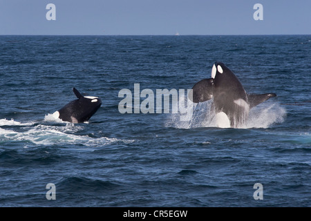 Springen, Schwertwale oder Orcas (Orcinus Orca), Strait Of Georgia ...
