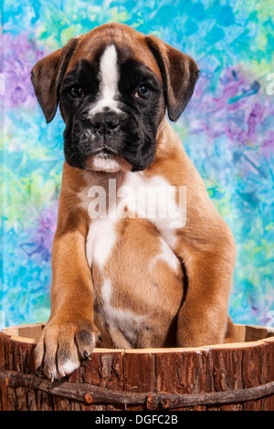 Deutscher Boxer Welpen Stockfoto, Bild: 83156657 - Alamy