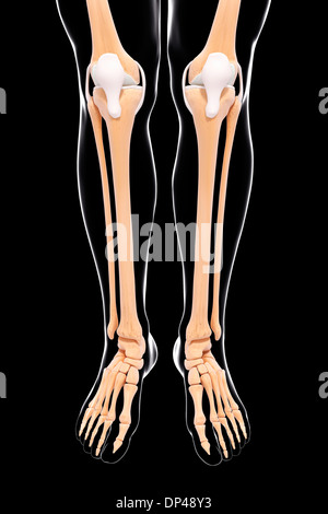 Bein Anatomie, artwork Stockfoto, Bild: 56388280 - Alamy