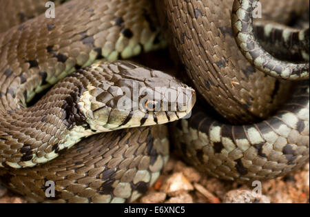 Ringelnatter (Natrix Natrix), in der Wiese, Vorgetäuschter Tod ...