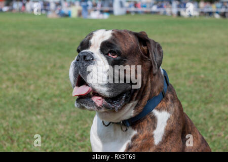 Deutscher Boxer Welpen Stockfoto, Bild: 83156657 - Alamy
