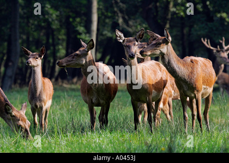 Rotwild weiblich mit Kalb, Winter, (Cervus elaphus Stockfoto, Bild ...